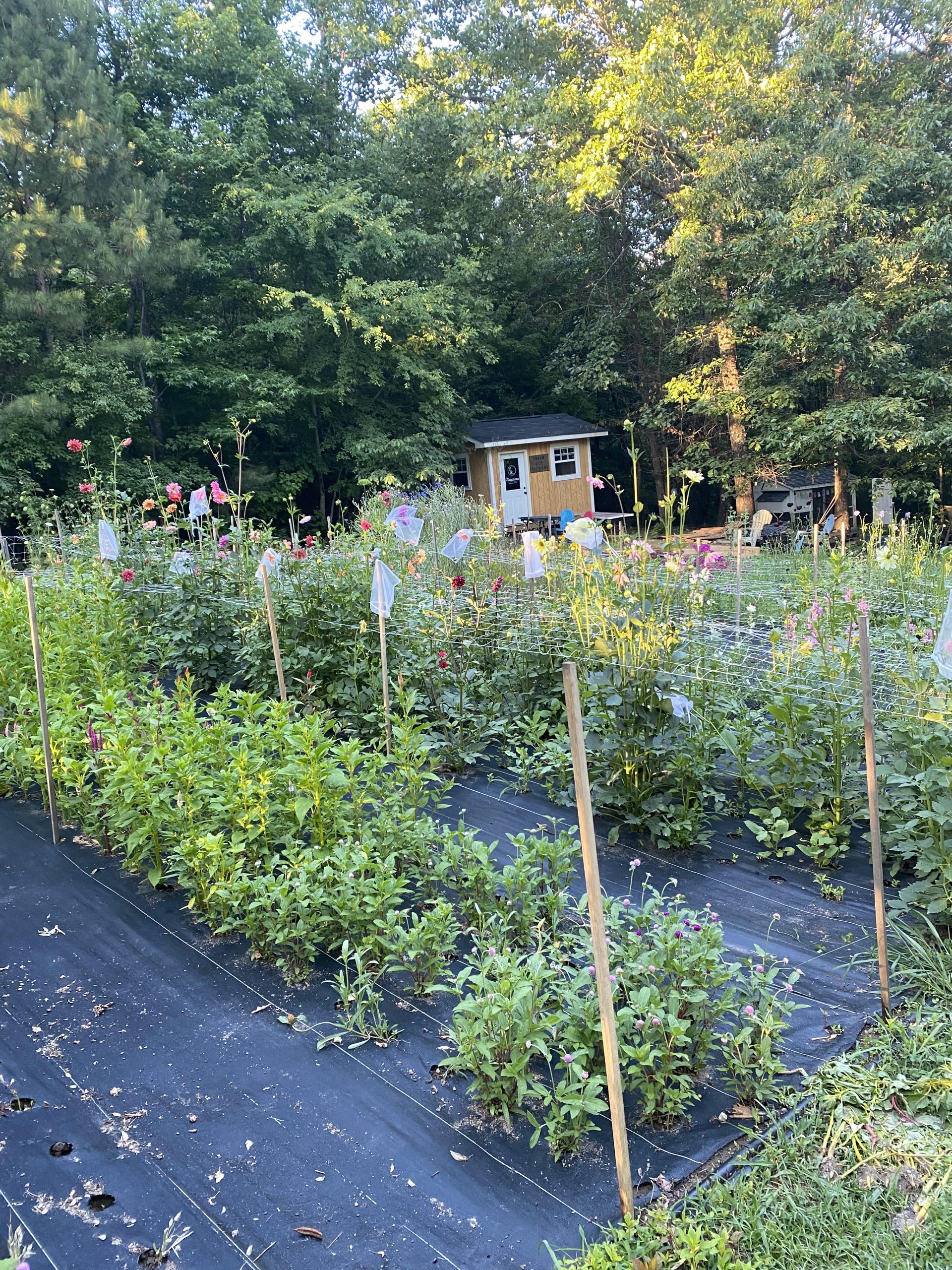 Home - Moonshadow Flower Farm